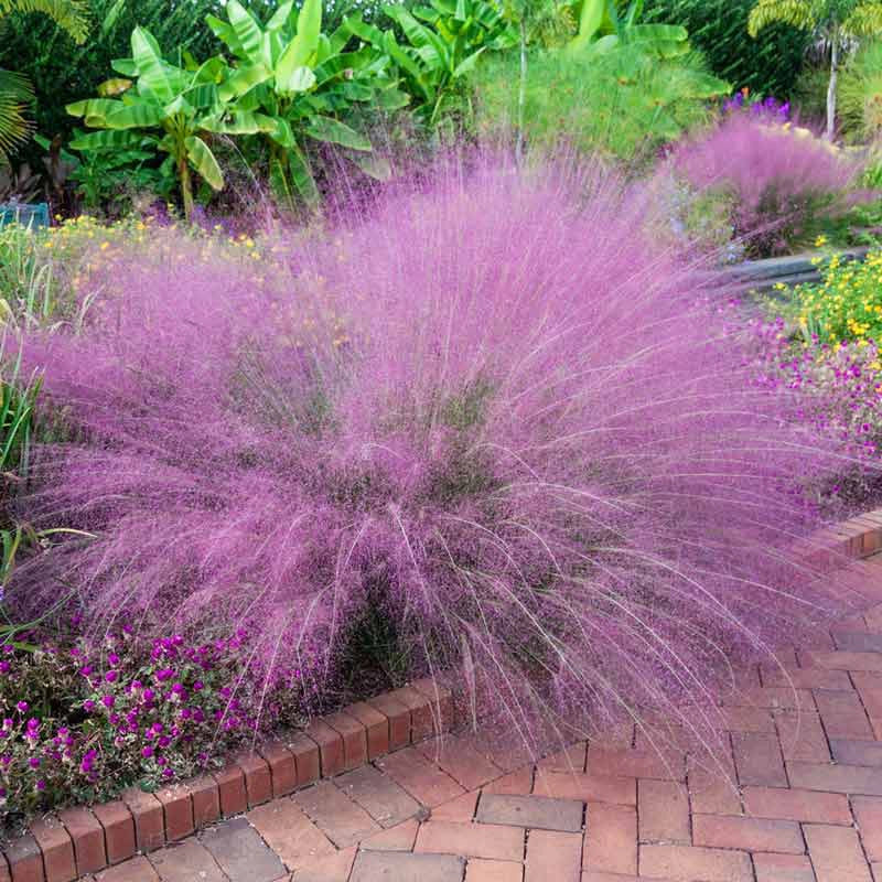 Pink Muhly Grass - Muhly Grass for Sale | Spring Hill Nursery