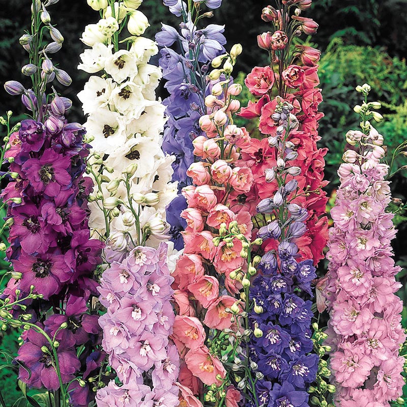 Buy Mixed Delphiniums at Spring Hill Nursery