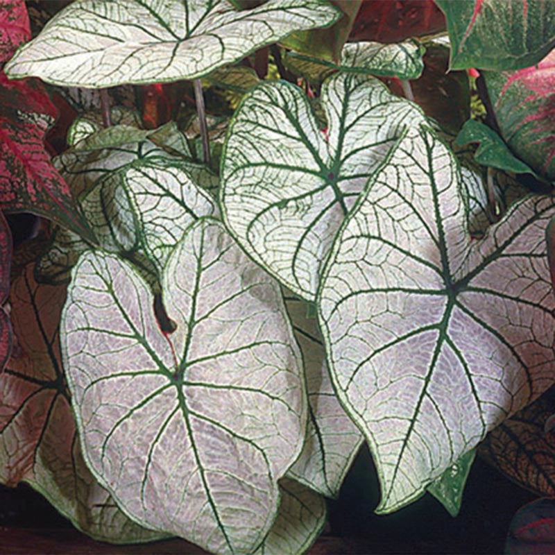 Aaron Caladium At Spring Hill Nurseries – Spring Hill Nursery