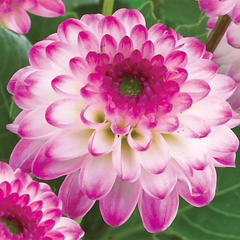 Pink Isa Colorful Decorative Dahlia At Spring Hill Nurseries – Spring ...