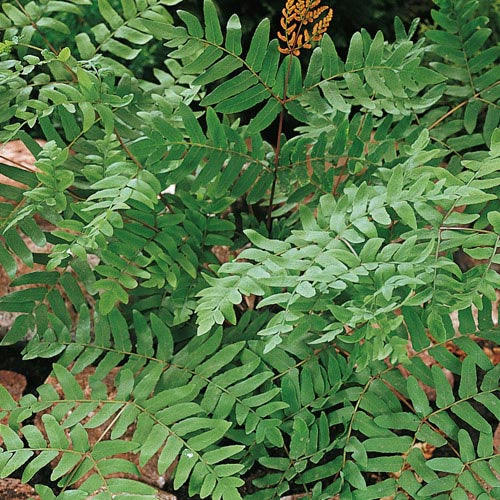 Royal Fern At Spring Hill Nurseries – Spring Hill Nursery