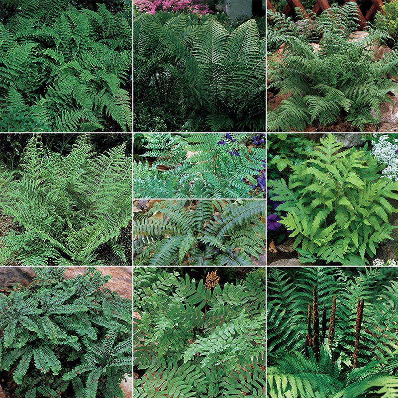 Native Woodland Fern Mix At Spring Hill Nurseries – Spring Hill Nursery