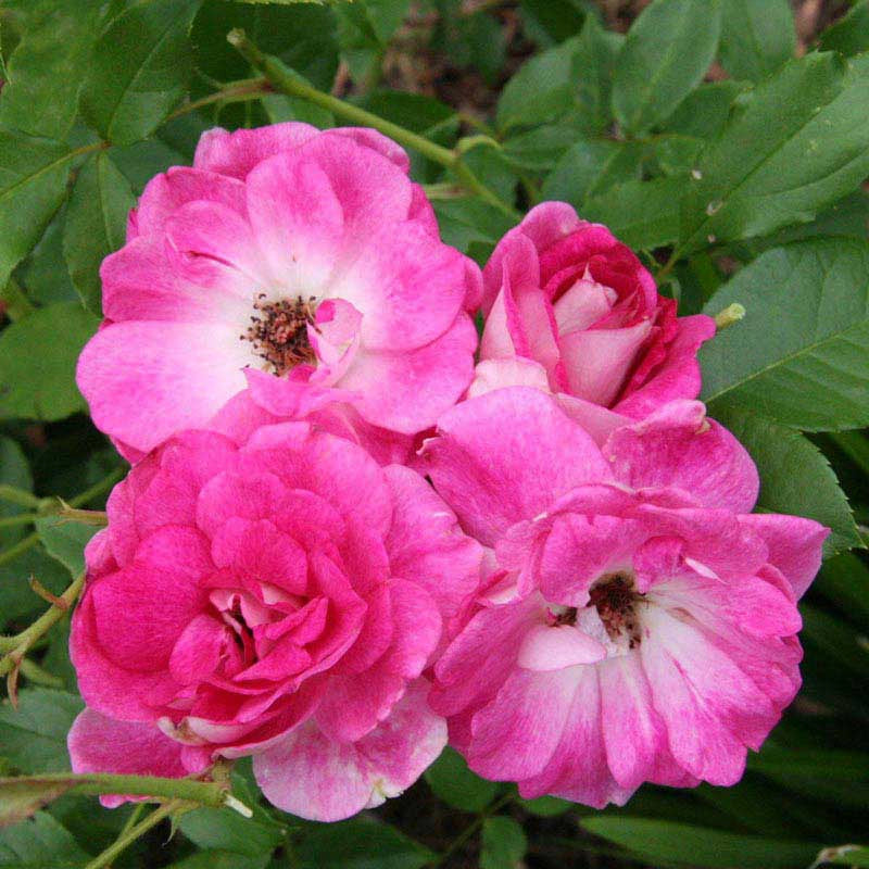 Brilliant Pink Iceberg Floribunda Rose - Buy Roses | Spring Hill Nursery