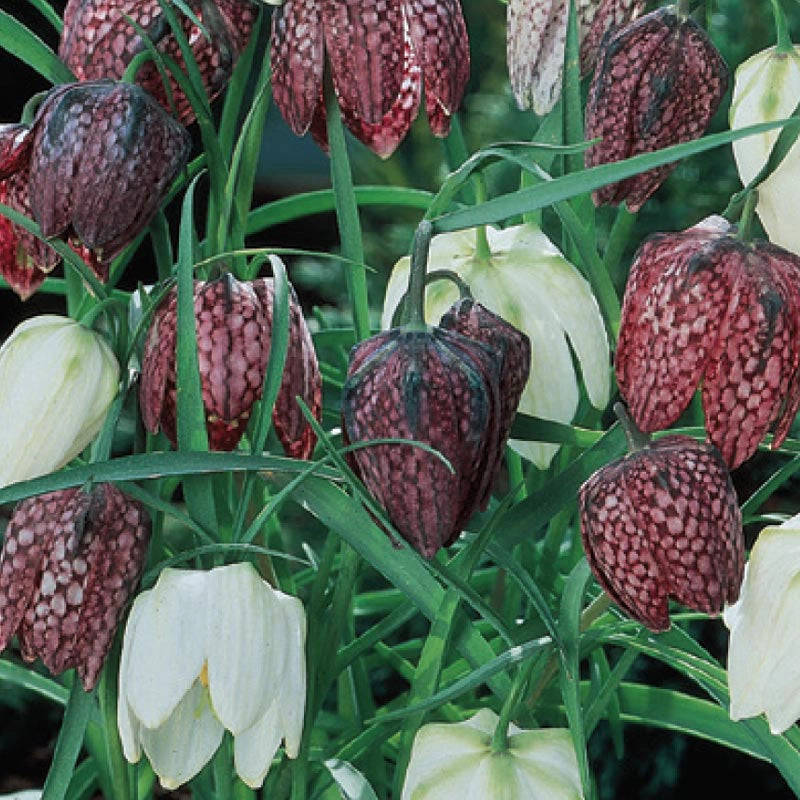 Checkered Lilies - Fritillaria meleagris | Spring Hill Nurseries ...