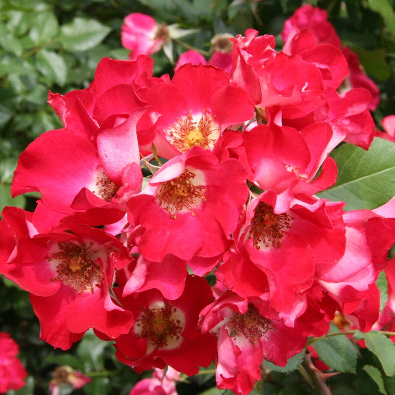 Red Rose Plants: Red Meidiland® Groundcover Rose – Spring Hill Nursery