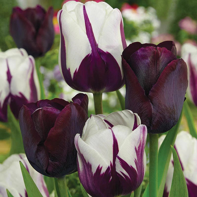 Blueberry Chocolate Tulip Blend – Spring Bulbs | Spring Hill – Spring ...