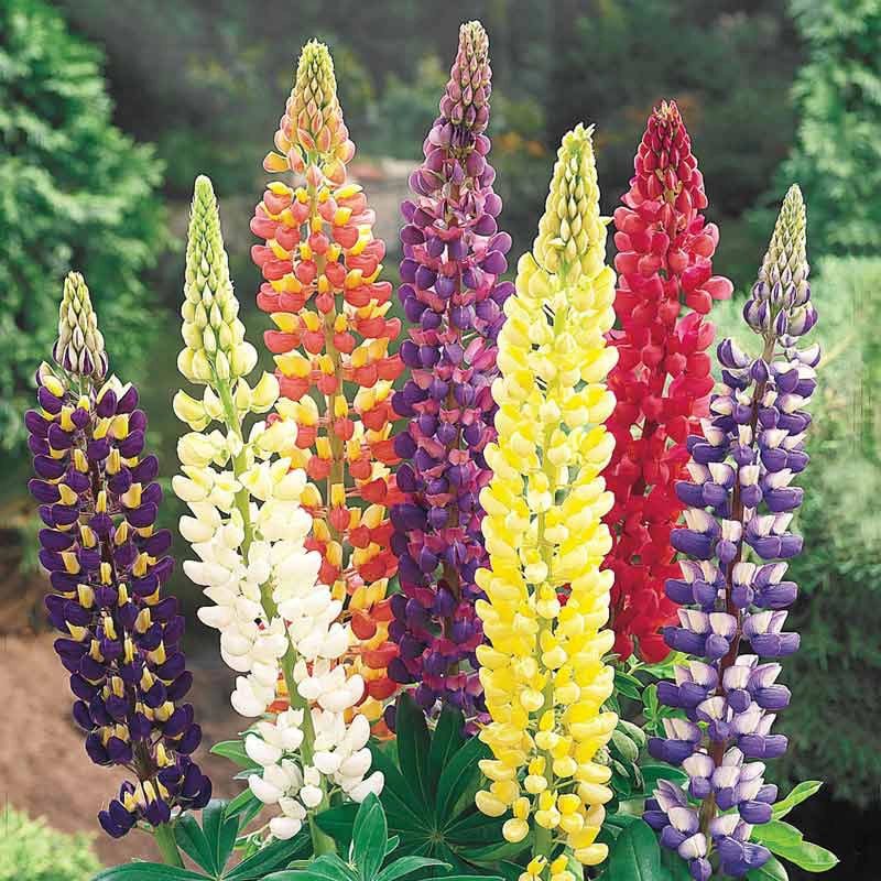 Mixed Dwarf Lupines | Spring Hill Nurseries – Spring Hill Nursery