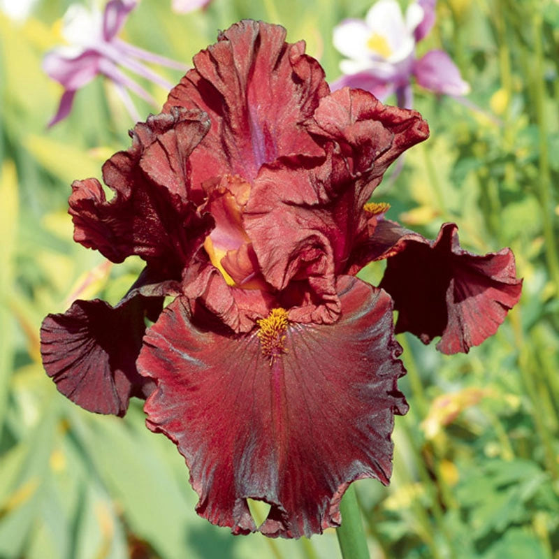 Raptor Red Bearded Iris – Spring Hill Nursery