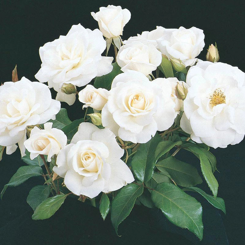 Iceberg Rose - White Iceberg Roses for Sale | Spring Hill – Spring Hill ...