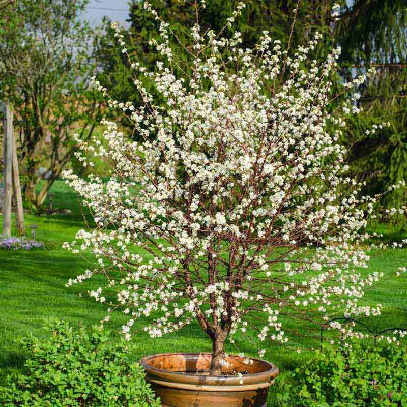 Romeo Dwarf Cherry Tree- Fruit Trees for Sale | Spring Hill – Spring ...