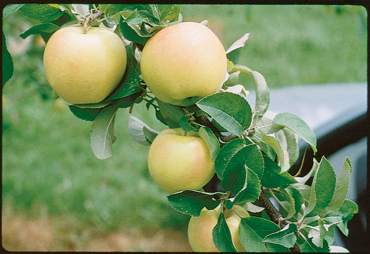 Apple Trees from Spring Hill: Pristine Apple Tree – Spring Hill Nursery