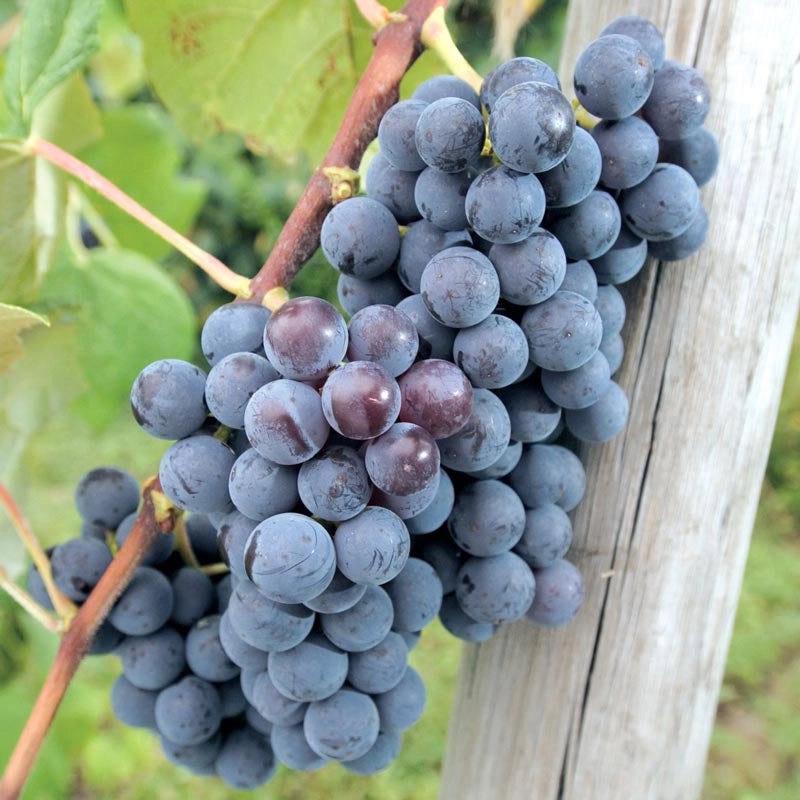 Blue Concord Seedless Grape | Spring Hill Nurseries – Spring Hill Nursery