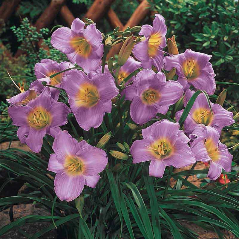 Buy Purple de Oro Dwarf Daylily at Spring Hill Nursery