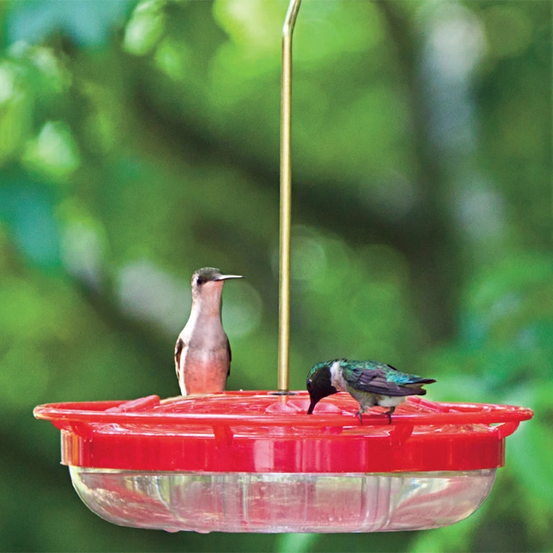 High Perch Hummingbird Feeder At Spring Hill Nurseries – Spring Hill ...