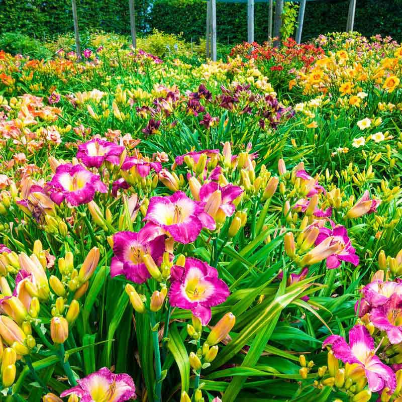 Fragrant Reblooming Daylily Value Collection | Spring Hill – Spring ...