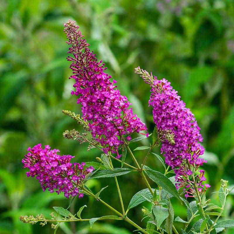 Color Crush Butterfly Bush | Shop Buddleia | Spring Hill – Spring Hill ...