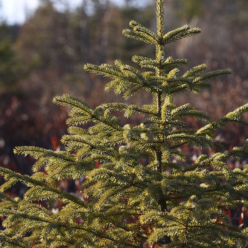Black Hills Spruce – Evergreen Trees | Spring Hill Nurseries – Spring ...