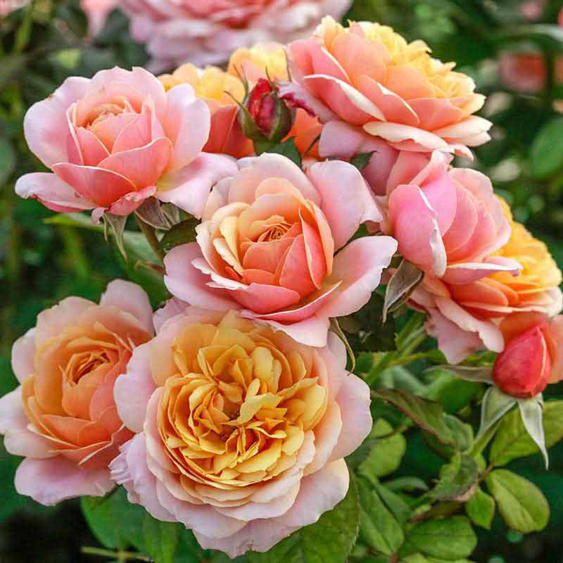 State of Grace Grandiflora Rose | Shop Roses | Spring Hill Nurseries ...