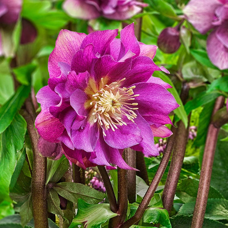 Winter Plum Double Hellebore - Shop Hellebores | Spring Hill – Spring ...