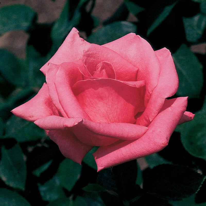 Pink Peace Hybrid Tea Rose – Spring Hill Nursery