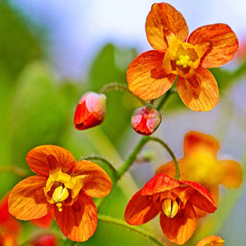Orange Queen Epimedium | Shop Shade Perennials | Spring Hill – Spring ...