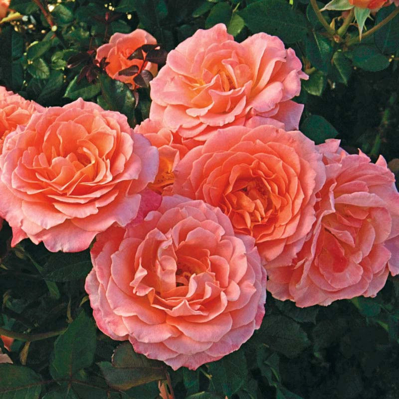 Jump For Joy Rose - Shop Roses | Spring Hill Nurseries – Spring Hill ...