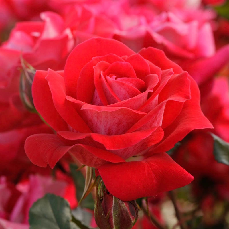 Take It Easy Shrub Rose | Shop Roses | Spring Hill Nurseries – Spring ...