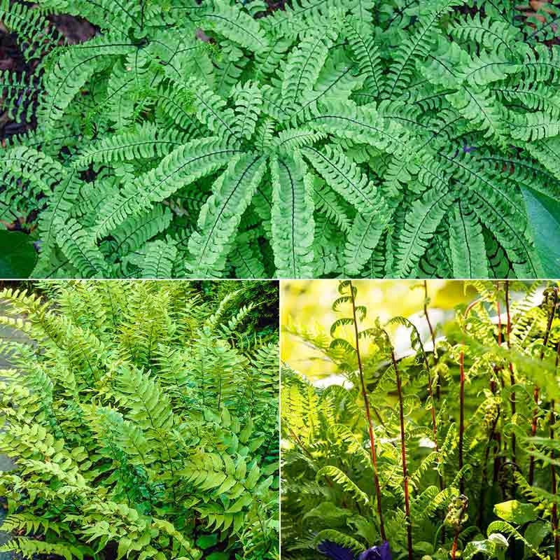 Hardy Fern Collection | Shop Shade Perennials | Spring Hill – Spring ...