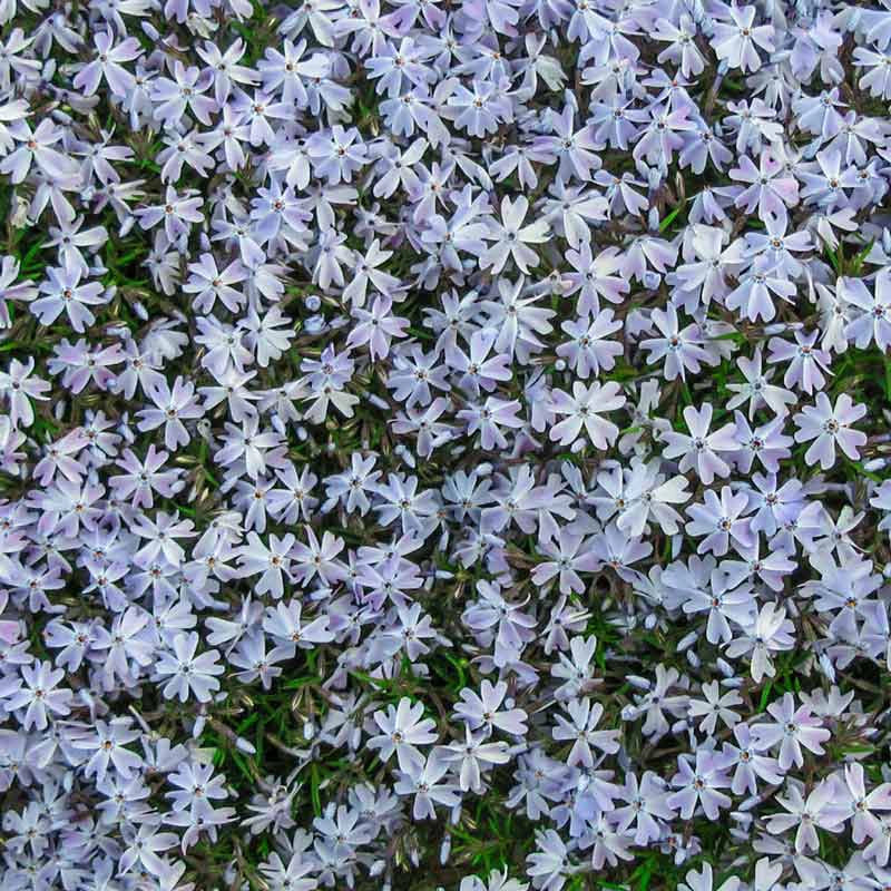 Blue Emerald Carpet Phlox | Shop Ground Covers | Spring Hill – Spring ...