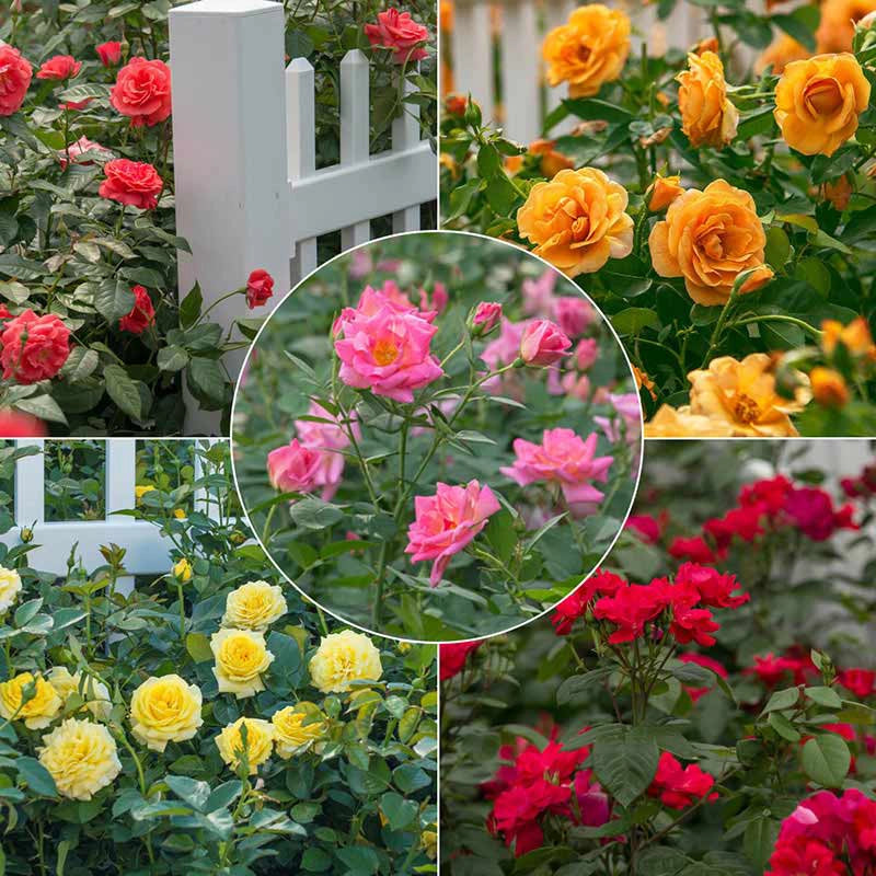 Freedom Rose Sampler | Spring Hill Nurseries – Spring Hill Nursery