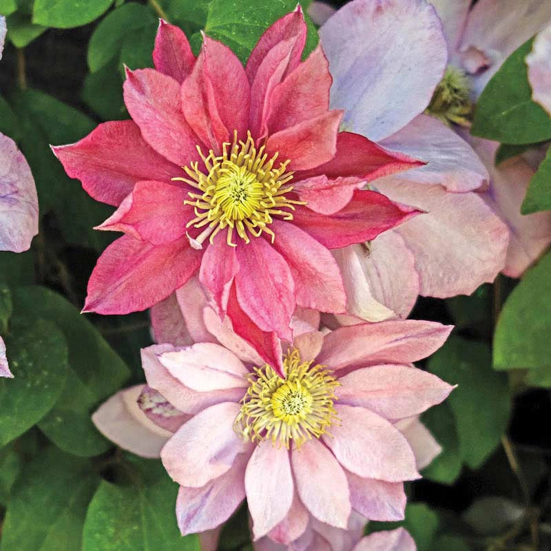 Little Mermaid Clematis | Large – Flowered Clematis | Spring Hill ...