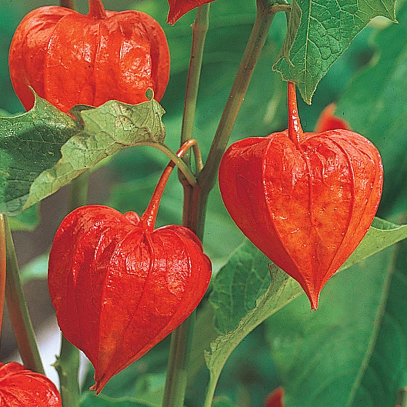 Chinese Lanterns | Spring Hill Nurseries – Spring Hill Nursery