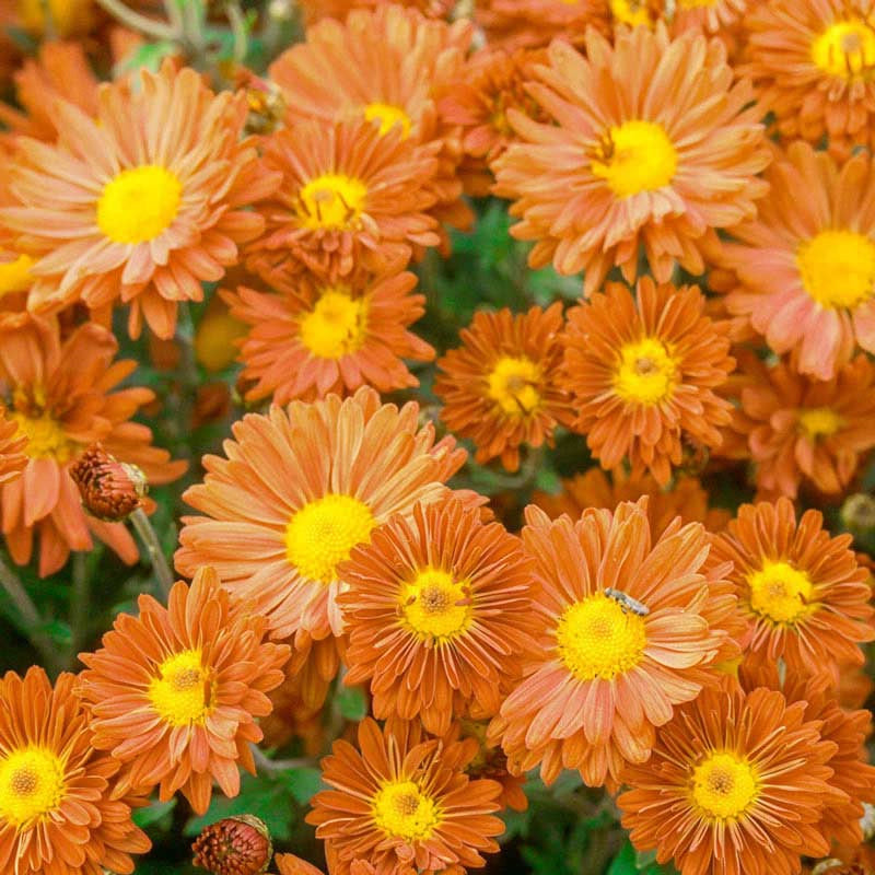 Bronze Daisy Mammoth Mum | Hardy Mums | Spring Hill Nurseries – Spring ...