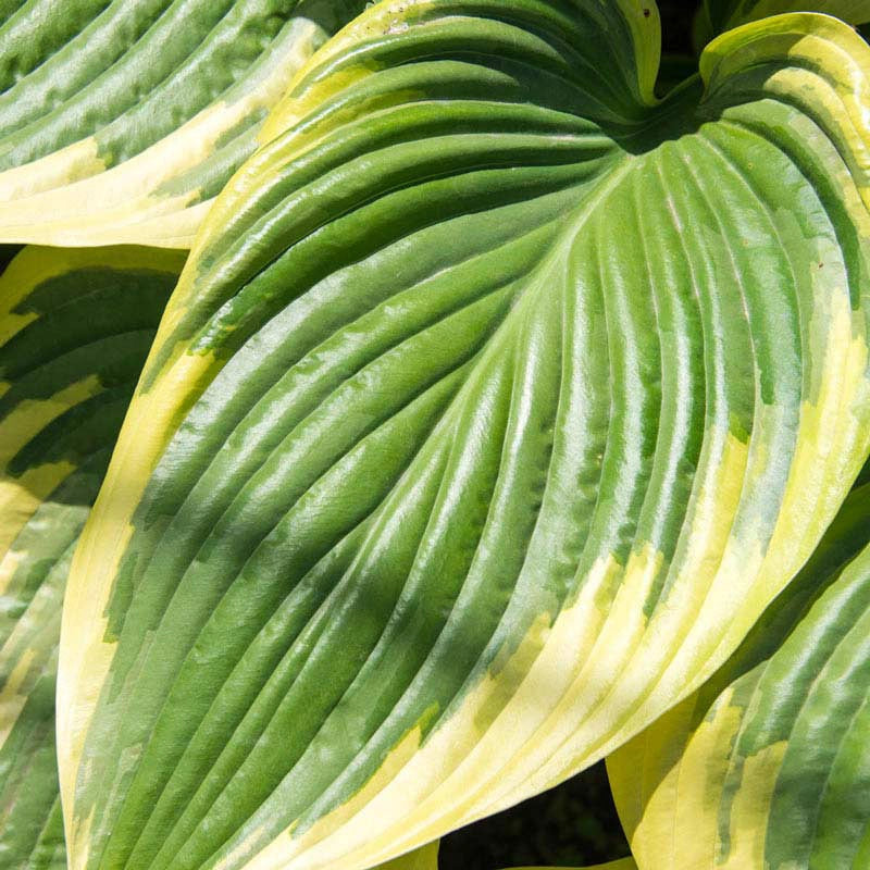 Victory Hosta | Shop for Shade | Spring Hill Nurseries – Spring Hill ...