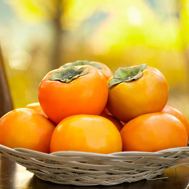 Izu Persimmon | Shop Fruiting Trees | Spring Hill Nurseries – Spring ...