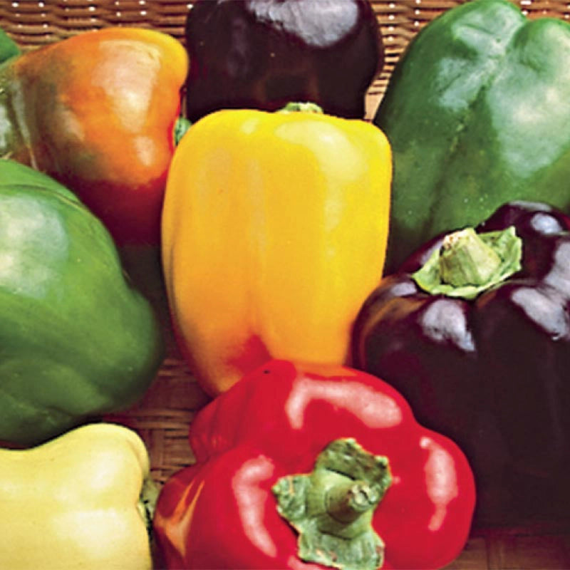 Sweet Bell Pepper Hybrid Mix At Spring Hill Nurseries – Spring Hill Nursery