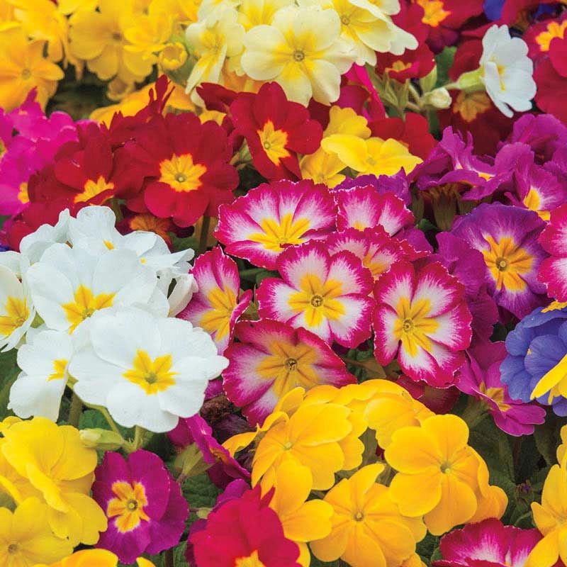 Mixed Hardy Primrose At Spring Hill Nurseries – Spring Hill Nursery