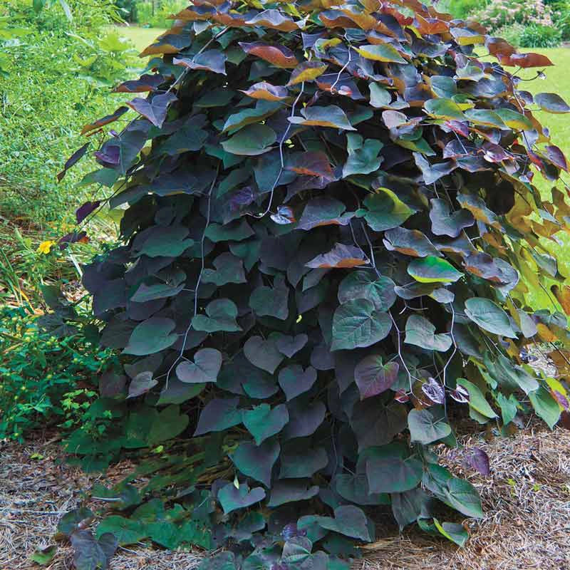 Ruby Falls Weeping Redbud Tree - Shop Flowering Trees | Spring Hill ...