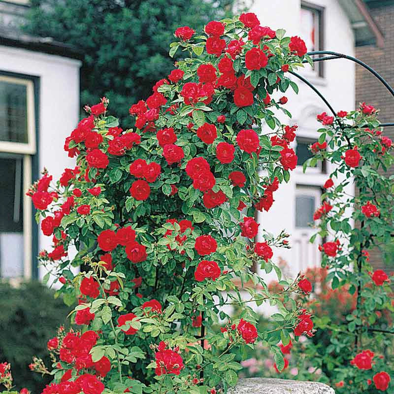 Blaze Improved Climbing Rose - Buy Roses | Spring Hill Nursery