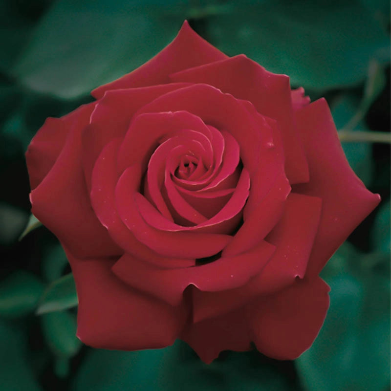 Firefighter® Hybrid Tea Rose | Shop Jumbo Roses | Spring Hill – Spring ...