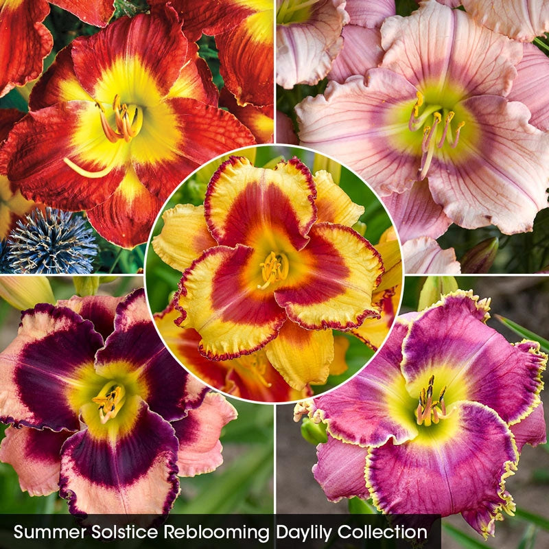 Summer Solstice Reblooming Daylilies - Buy Perennial Daylilies | Spring ...