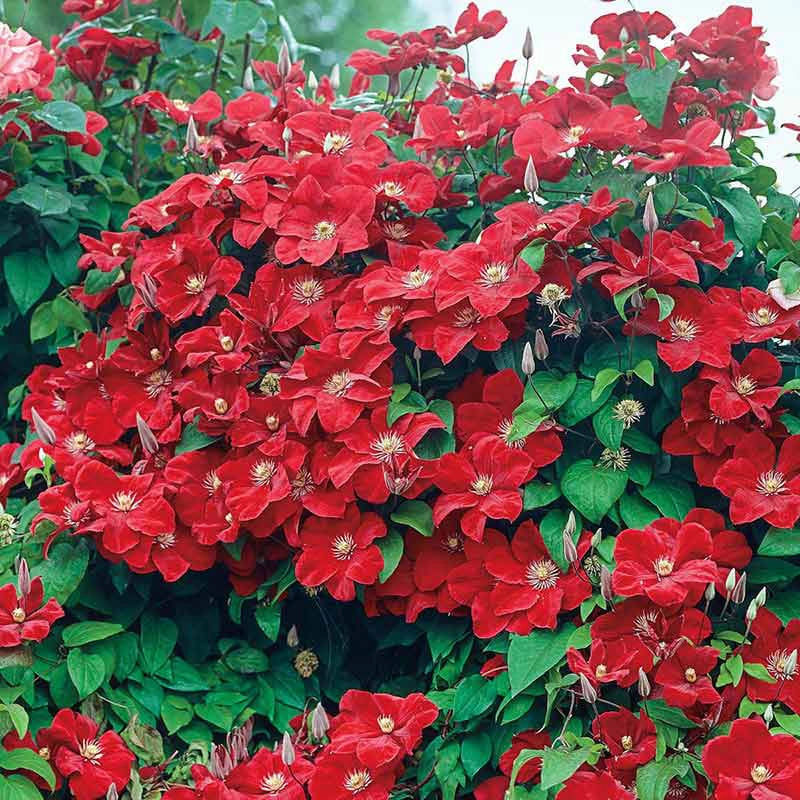 Rouge Cardinal Clematis | Shop Flowering Vines | Spring Hill – Spring ...