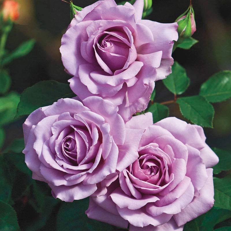 Love Song Tree Rose | Shop Roses | Spring Hill – Spring Hill Nursery