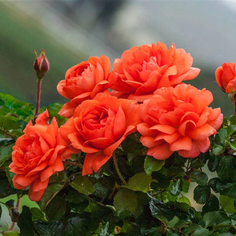 Above All Climbing Rose - Buy Roses | Spring Hill Nurseries – Spring ...