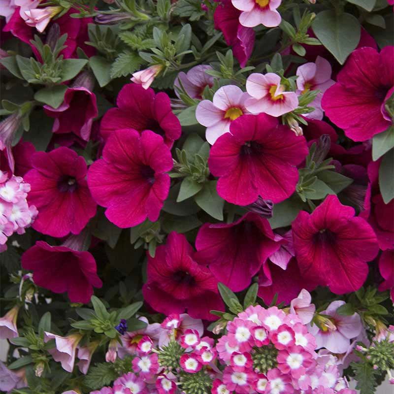 Neon Petunia | Spring Hill Nurseries – Spring Hill Nursery
