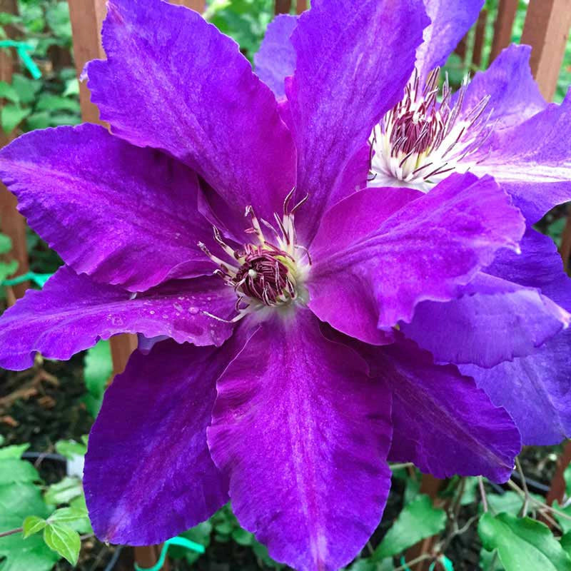 Plum Gorgeous Vancouver Clematis | Shop Vines | Spring Hill – Spring ...