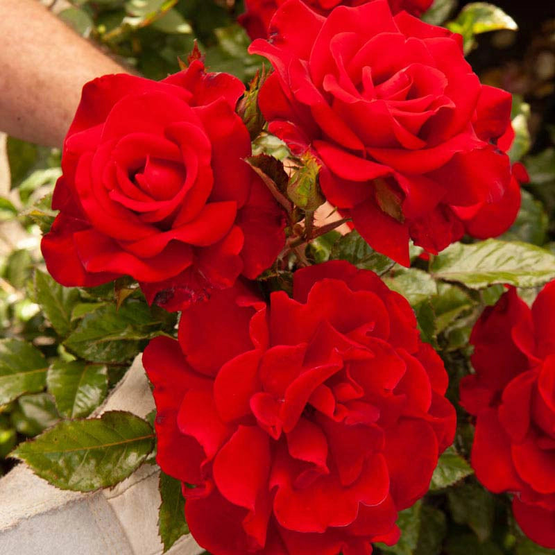 Drop Dead Red Floribunda Rose | Spring Hill Nurseries – Spring Hill Nursery