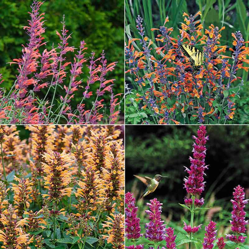 Hummingbird Mint Collection | Shop Pollinator Attractors | Spring Hill ...