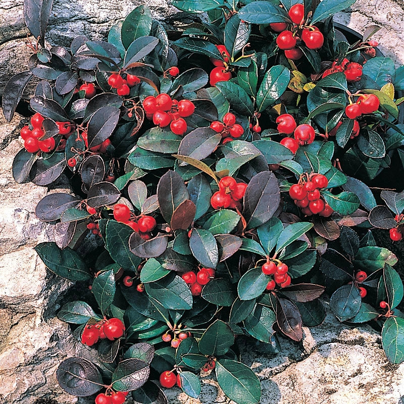 Berry Cascade Wintergreen – Shrubs | Spring Hill Nurseries – Spring ...