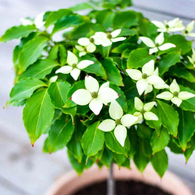 Little Poncho Dogwood | Dwarf Kousa Dogwood | Spring Hill – Spring Hill ...